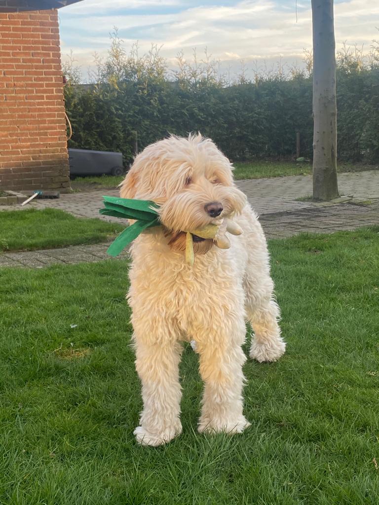 Nova – Belverse Doodles