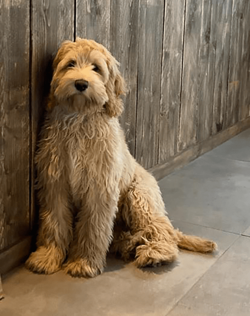 Nova – Belverse Doodles